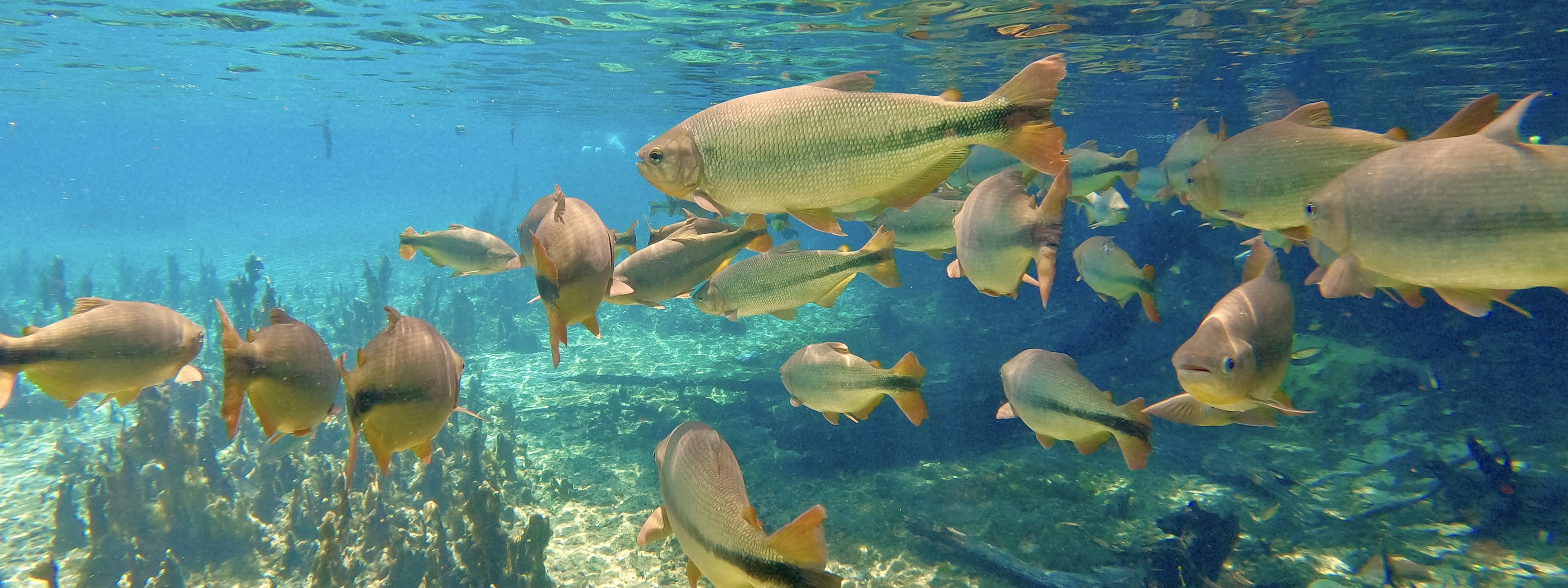 Quando ir a Bonito - Confira a melhor época para viajar