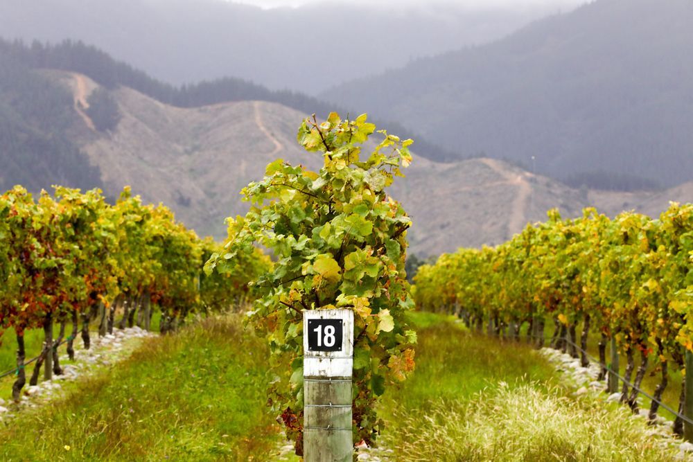 Marlborough - Nova Zelândia