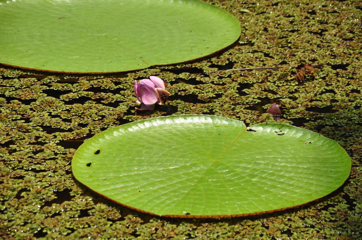Museu da Amazônia (MUSA)