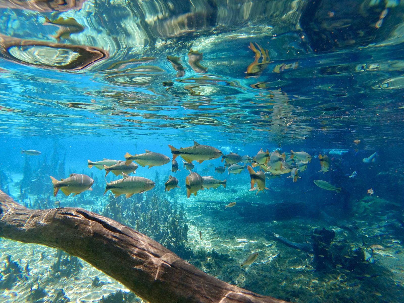 Bonito - tudo que você precisa saber para sua viagem!