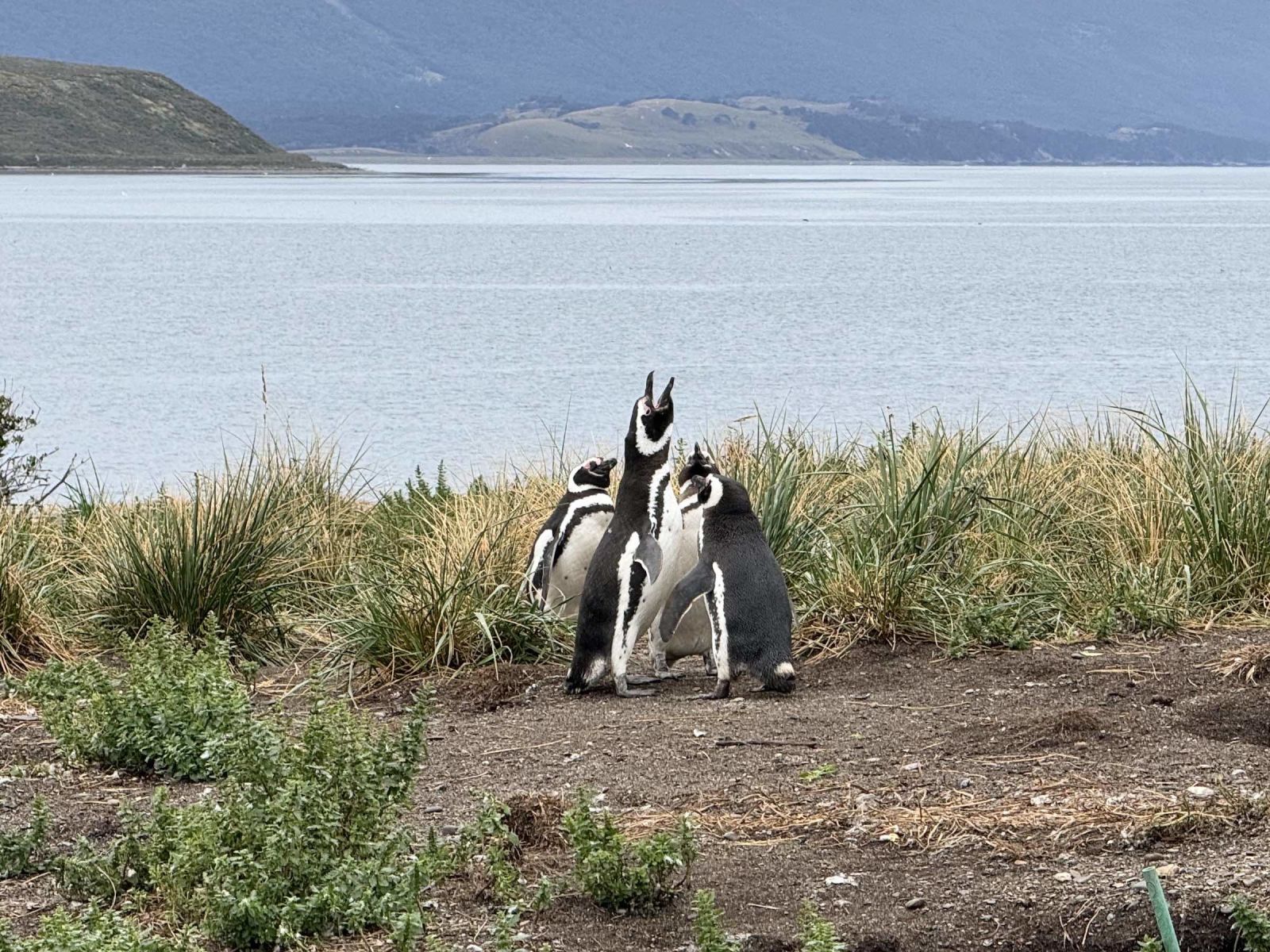 Isla Martillo (Pingüinera) - dicas de Ushuaia