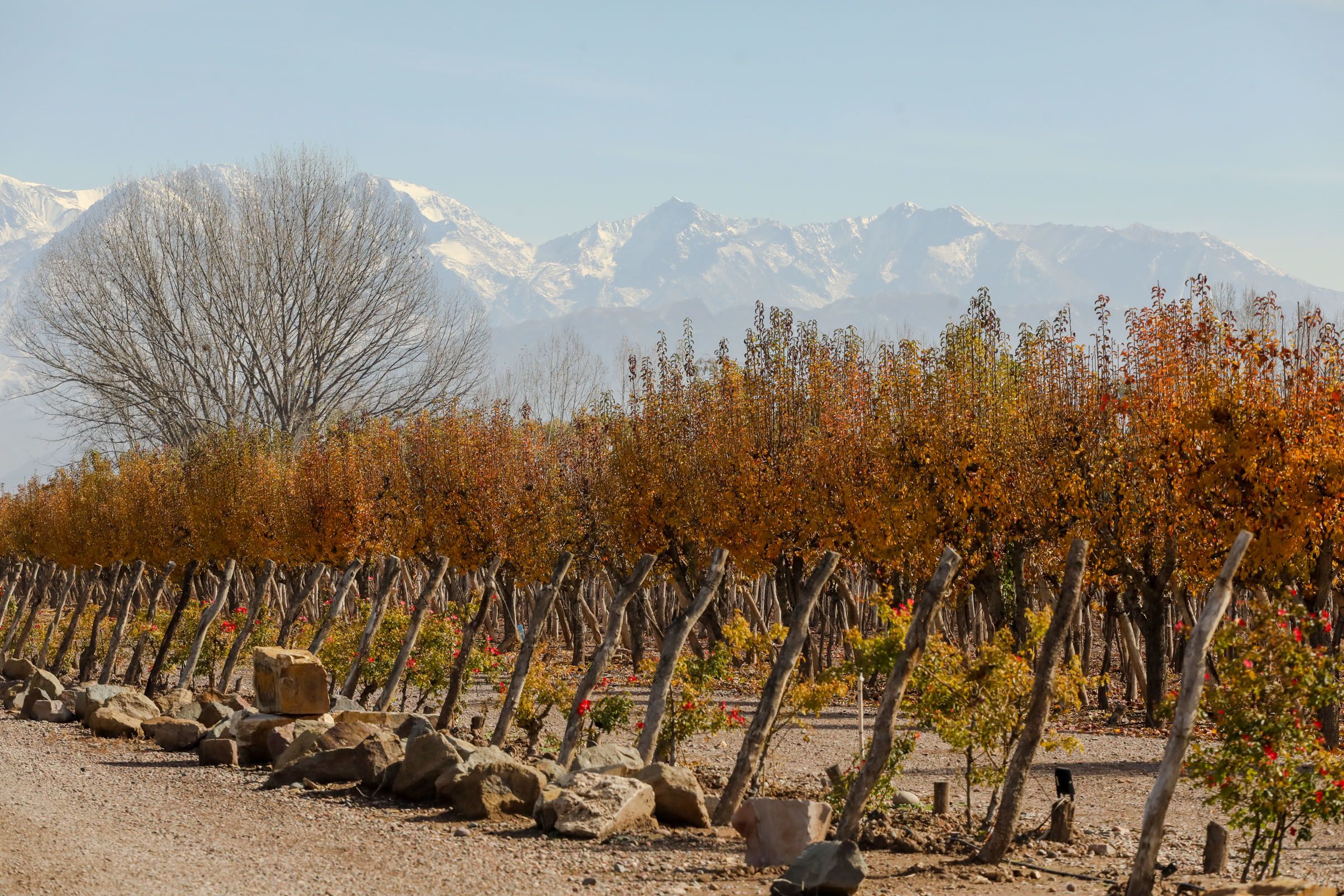 Quando ir a Mendoza - Confira o clima em cada época do ano e a melhor época para a sua viagem!