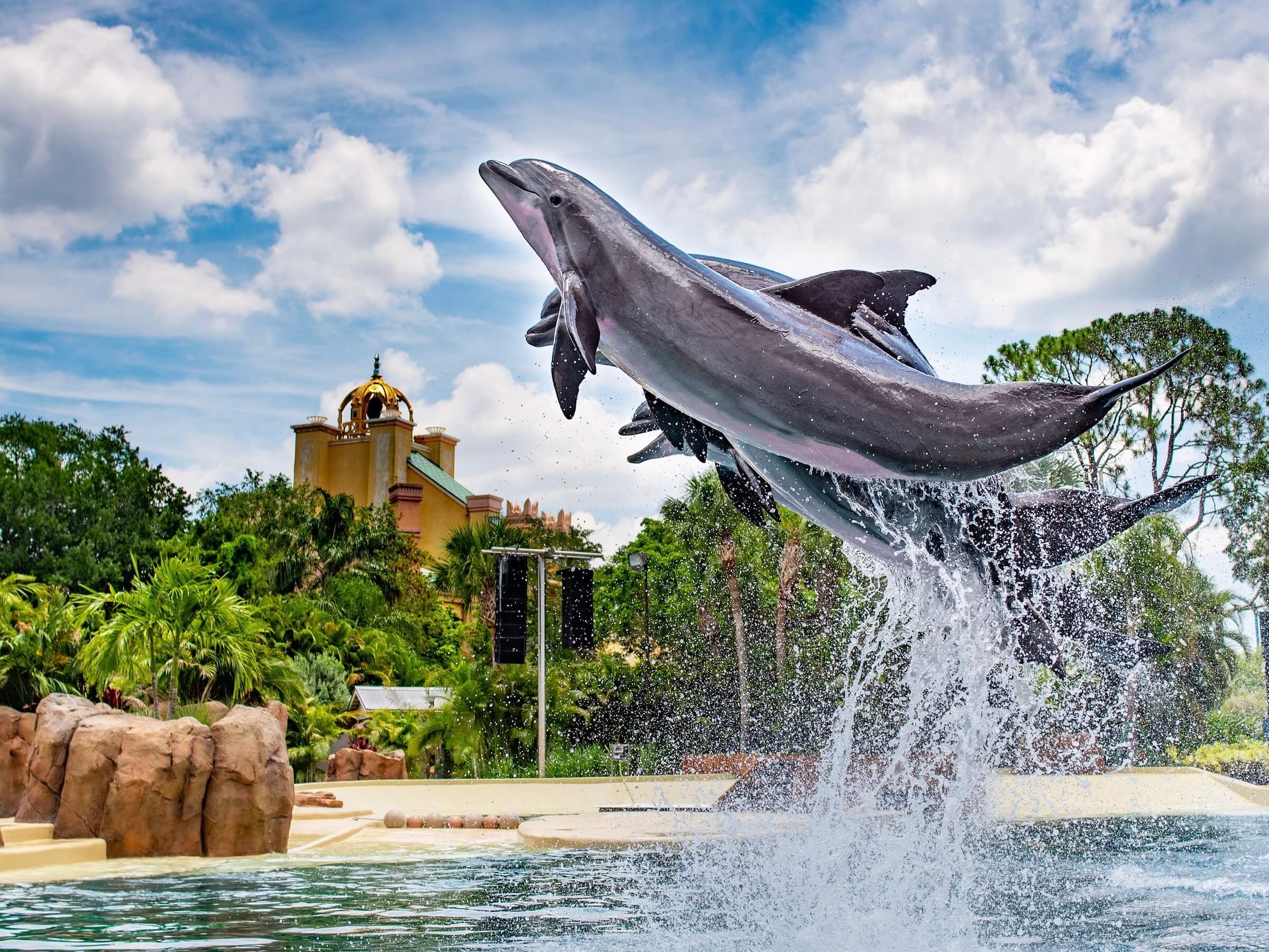 SeaWorld Orlando - montanhas-russas e todas as dicas do parque!