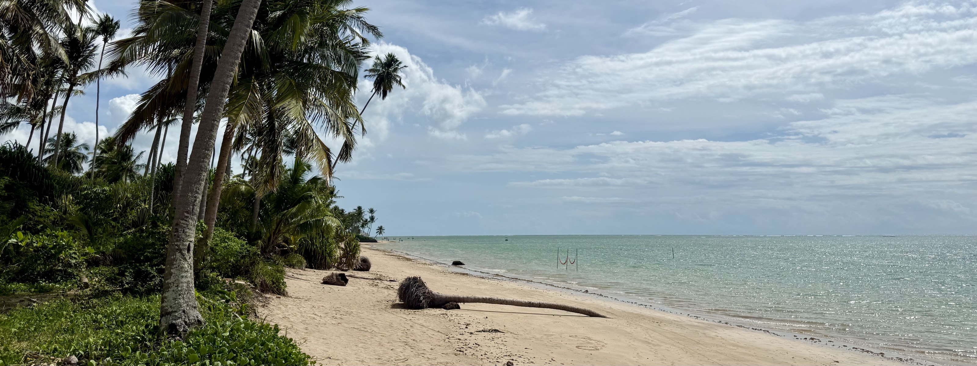 Praia do Patacho: tudo sobre uma das praias mais lindas de Alagoas