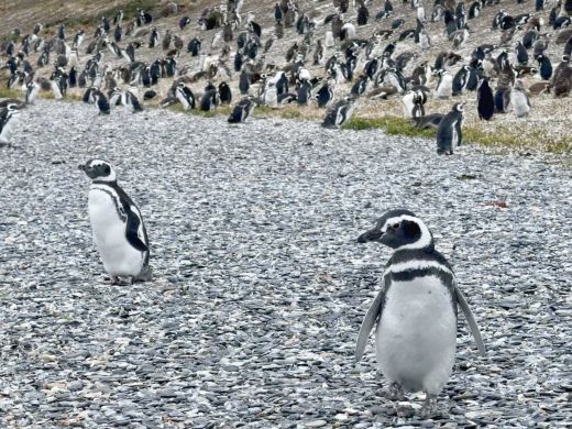 Isla Martillo (Pingüinera) - dicas de Ushuaia