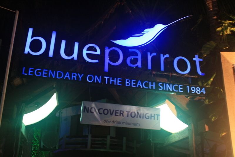 Blue Parrot