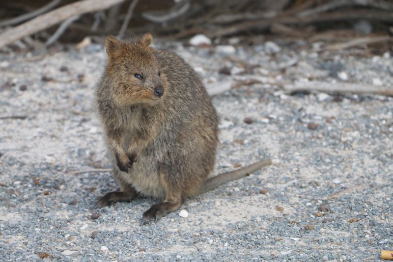 Perth! Guia completo com todas as dicas para a sua viagem!