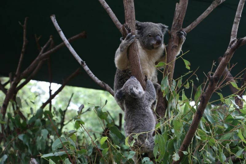 Currumbin Wildlife Sanctuary